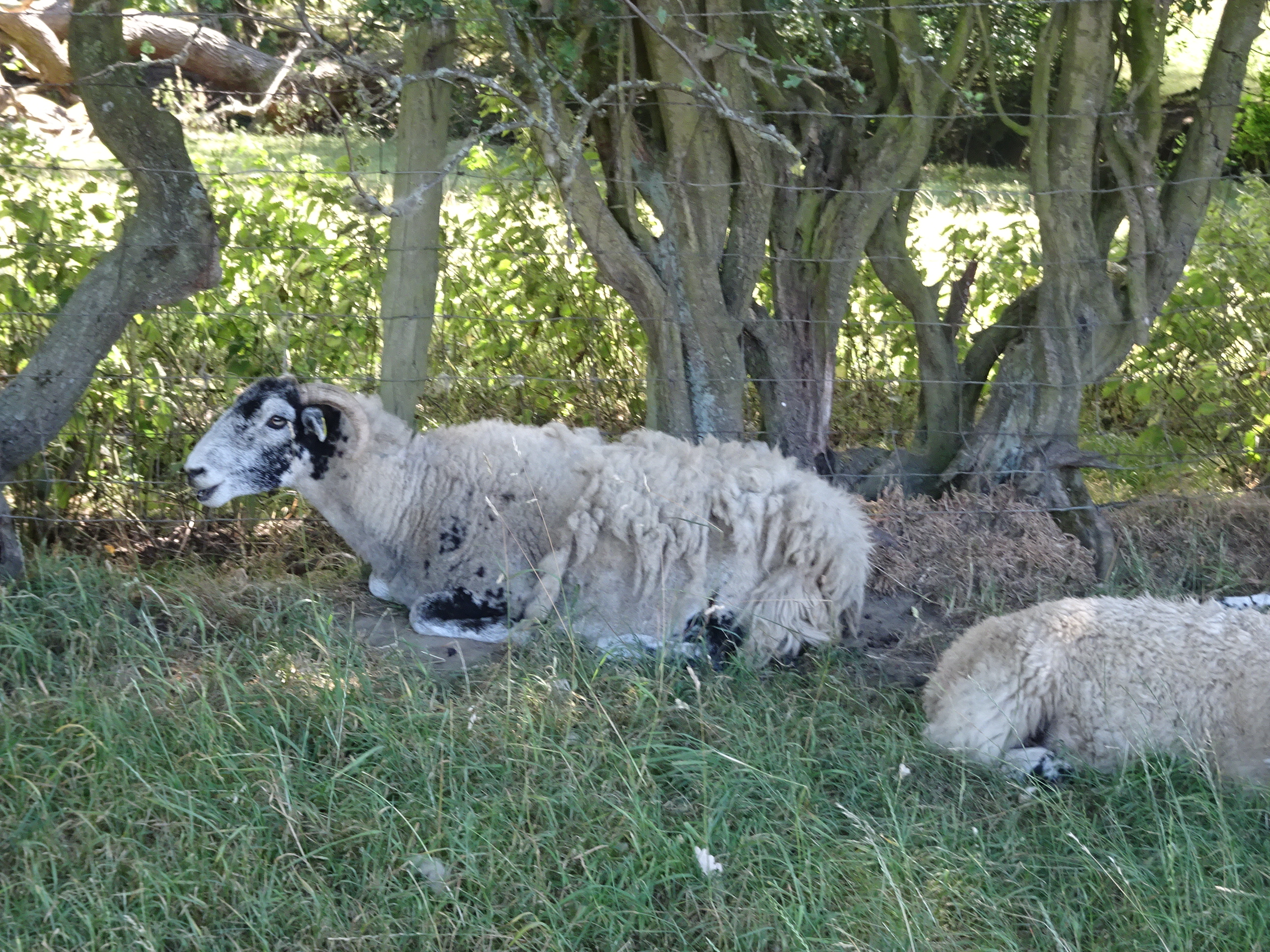 God's Own County | A Tribute to Yorkshire Heritage | Page 10