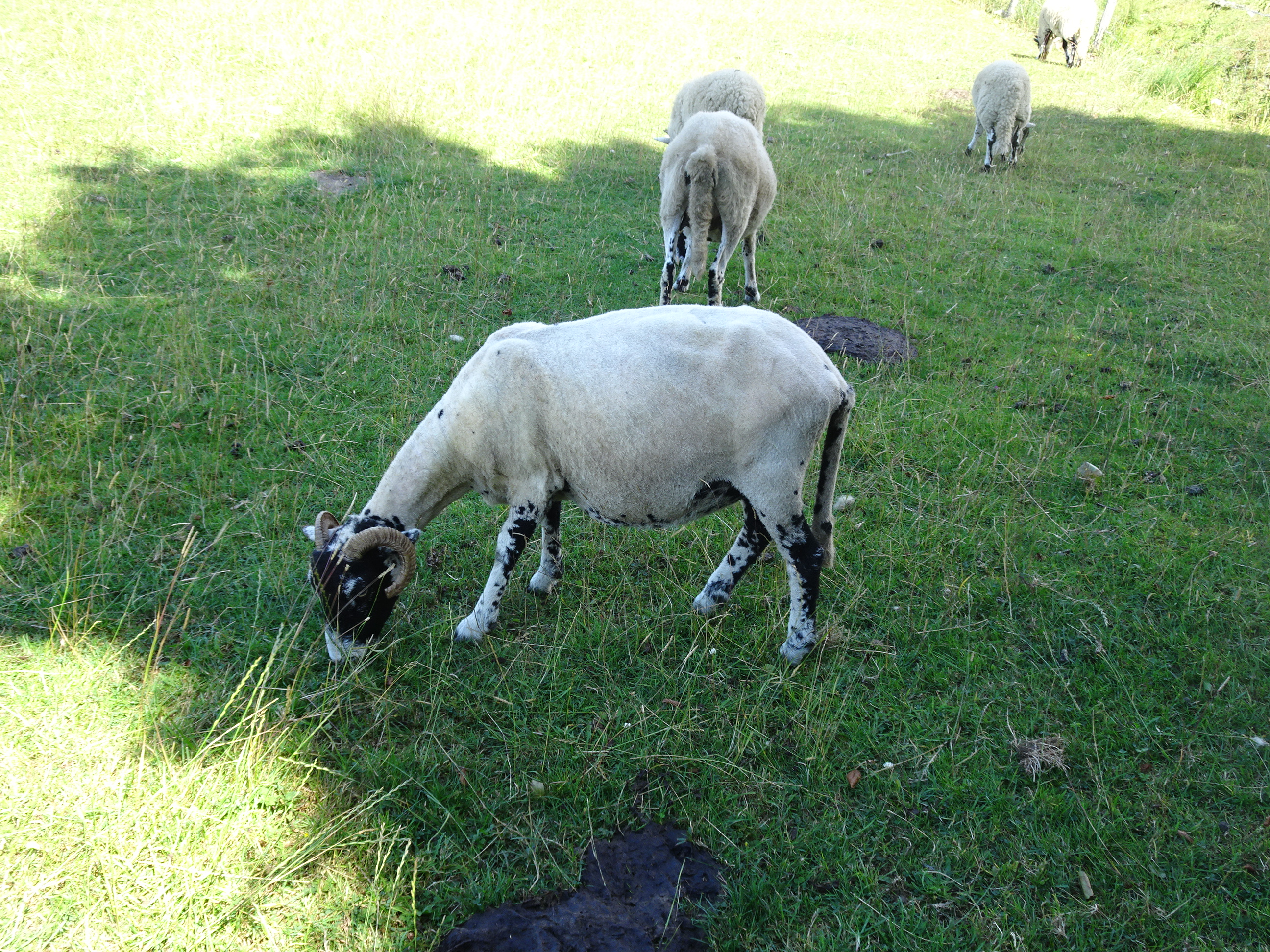 God's Own County | A Tribute to Yorkshire Heritage | Page 10